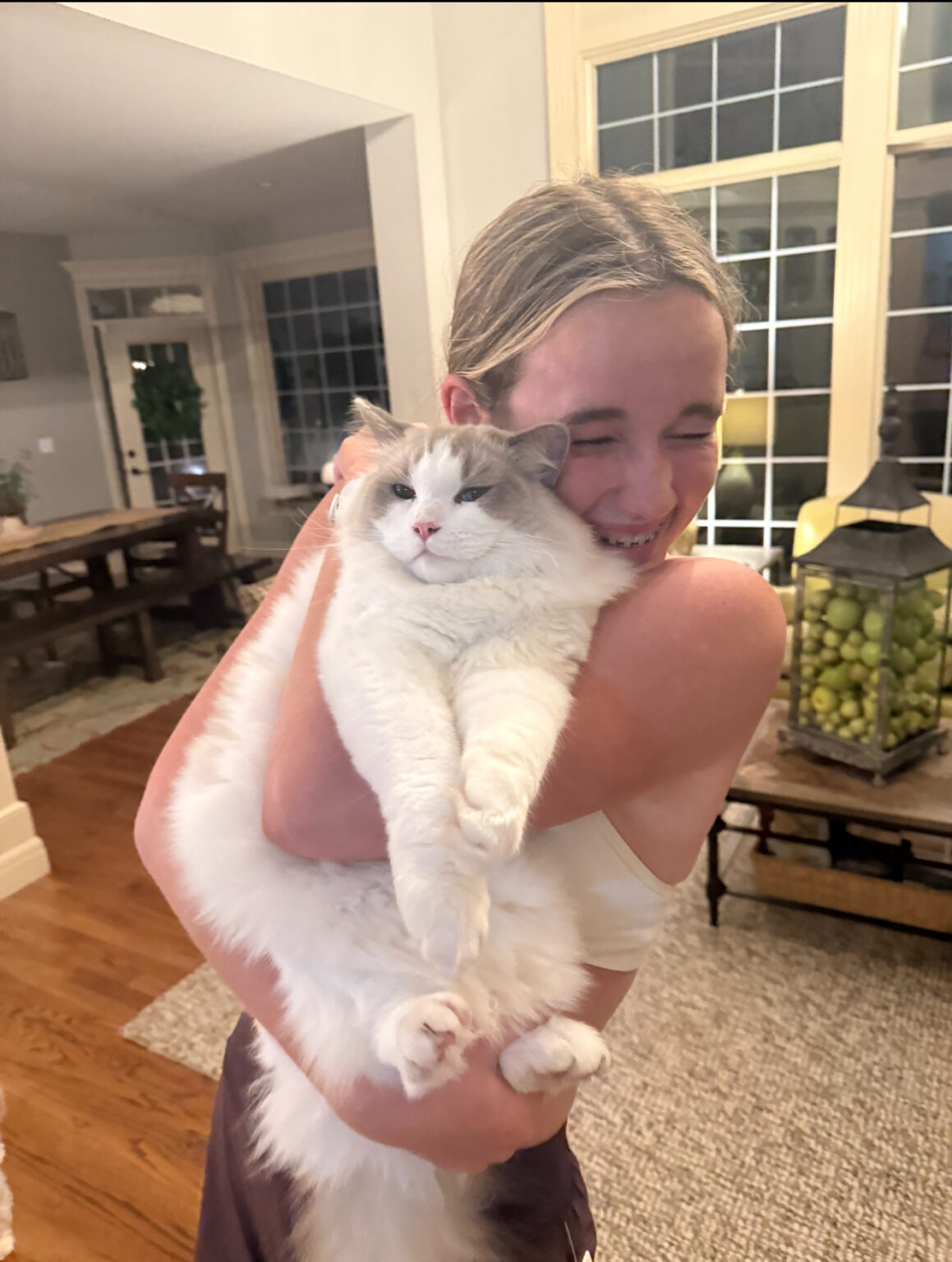 Celebrating National Cat Day with Our Ragdoll, Apollo Sky - Crazy Busy Mama
